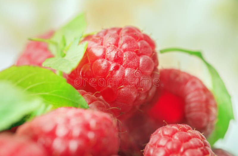 Big ripe fresh raspberry stock image. Image of fruits - 67313145