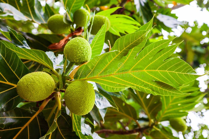 Fruits on Breadfruit Tree in Asia Stock Image - Image of plant ...