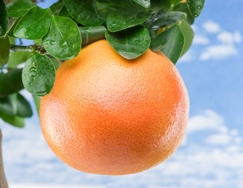 Ripe Grapefruit with Section Stock Photo - Image of fresh, flesh: 13026508