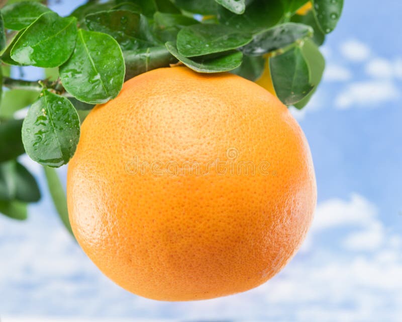 Big Ripe Grapefruit on the Tree. Stock Photo - Image of leaf, blue ...