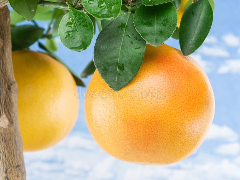 Ripe Grapefruit with Section Stock Photo - Image of fresh, flesh: 13026508