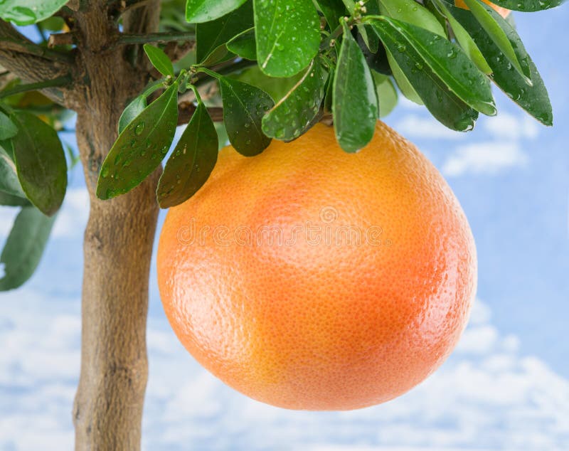 Ripe Grapefruit With Section Stock Photo - Image of fruit, green: 13026508