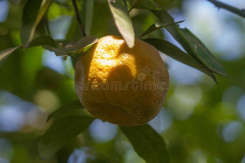 Big Ripe Lime Fruit on Tree Stock Photo - Image of lemon, fresh: 185499094