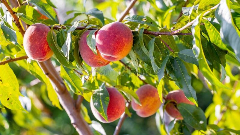 Big Ripe Peaches in the Garden on a Tree in Sunny Weather Stock Image ...
