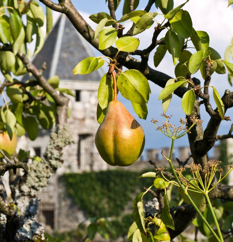 Big ripe pear stock photo. Image of castle, garden, plant - 11912516