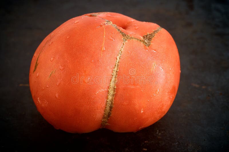 Big ripe tomato stock photo. Image of seasonal, juicy - 121210940