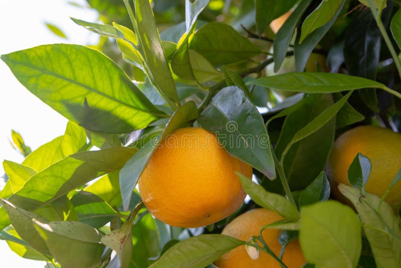 Big Ripening Orange Citrus Fruit on Orange Tree in Orchard Stock Image ...