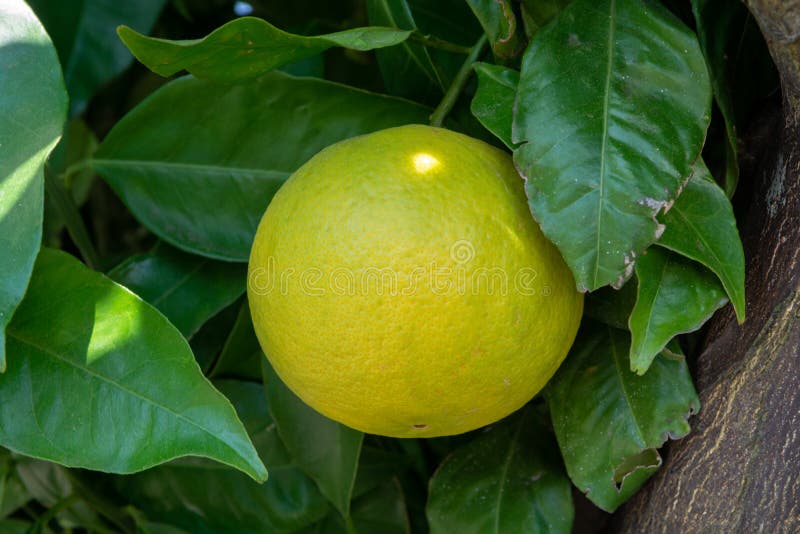 Big Ripening Orange Citrus Fruit on Orange Tree in Orchard Stock Photo ...