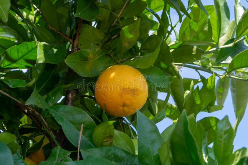 Big Ripening Orange Citrus Fruit on Orange Tree in Orchard Stock Image ...