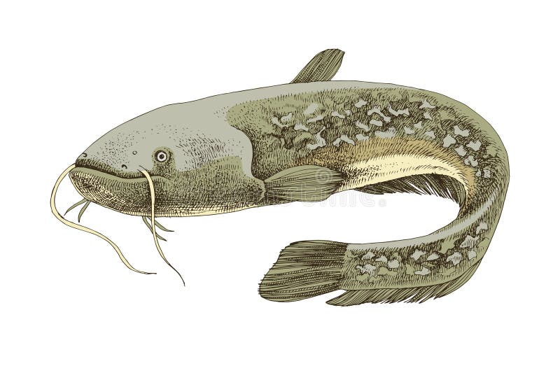 Amazon Fish River Stock Illustrations – 486 Amazon Fish River Stock ...