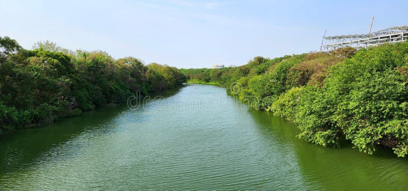 Big River River To the Lake, Dense Trees Right and Left Stock Photo ...