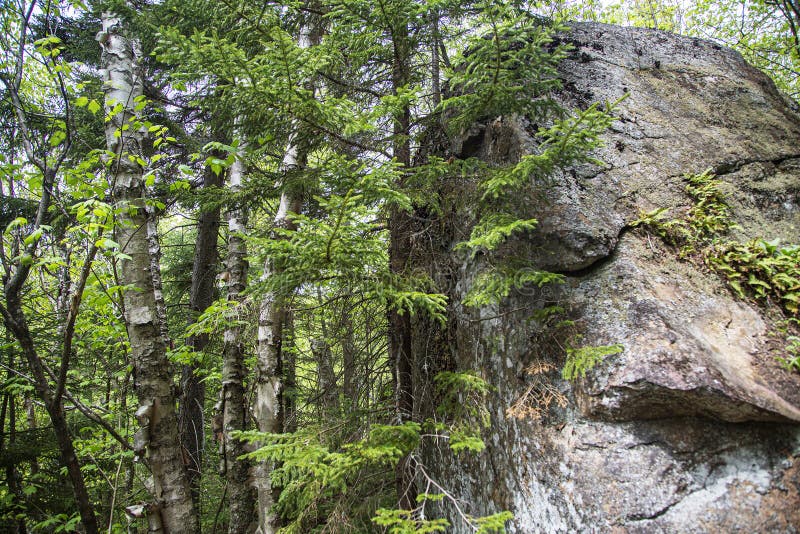Big Rock in the Forest Adirondacks Adirondack NY Stock Photo - Image of ...