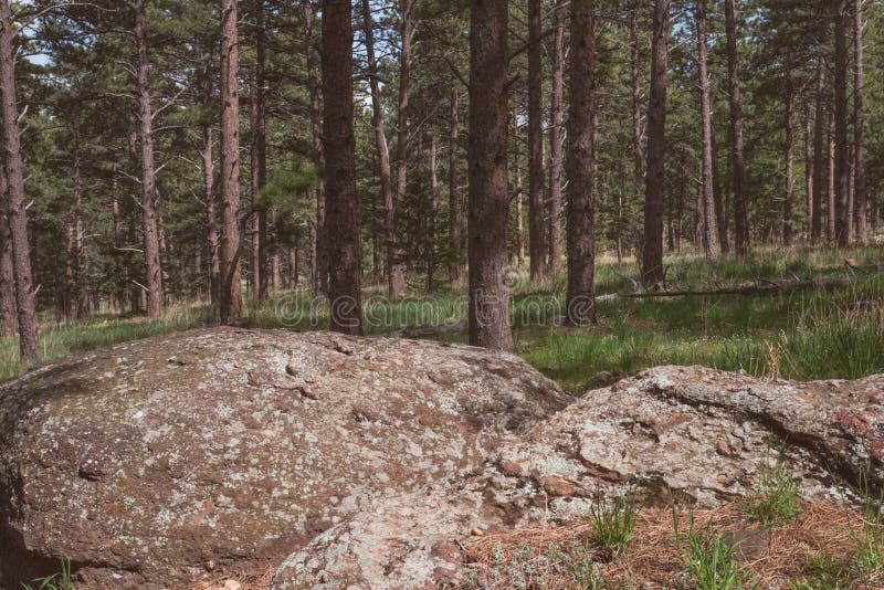 Big Rock in the Forest, City of Boulder Colorado USA Stock Image ...