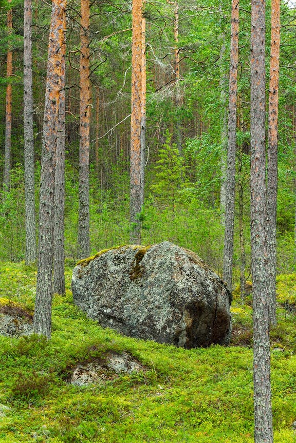 Big rock in forest stock photo. Image of beautiful, environmental ...