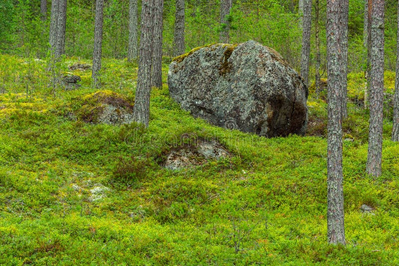Big rock in forest stock photo. Image of stone, forest - 75856992