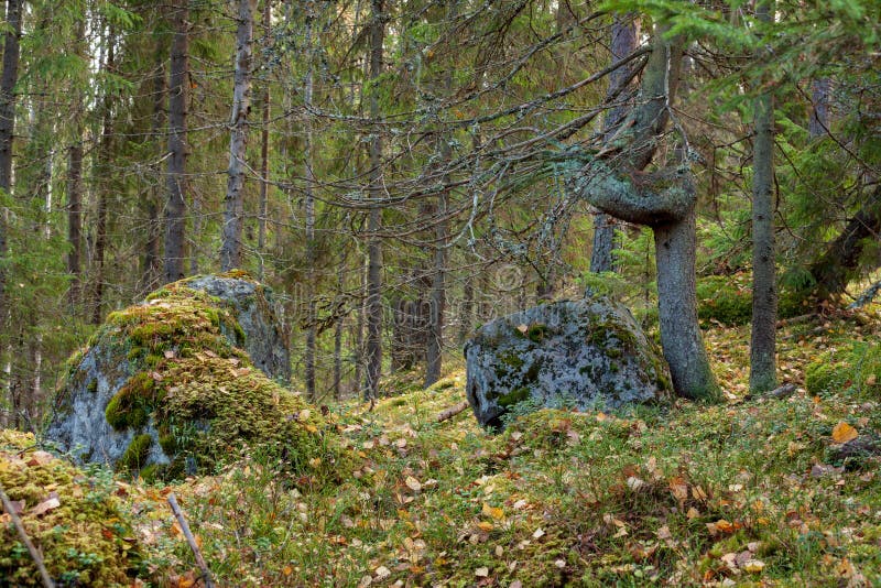 Big Rock in Forest Landscape Stock Photo - Image of outdoor, boulder ...