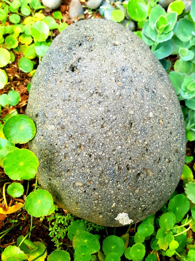 Big Rock on the grass stock photo. Image of wildlife - 271001140