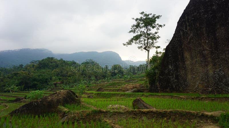 Big Rock in the Middle of Rice Fields Stock Image - Image of hill ...