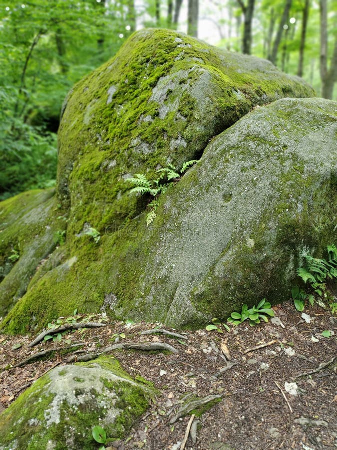 By the Big Rocks stock photo. Image of green, plant - 223653178