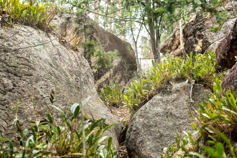 Big Rocks in the Green Rainforest Stock Photo - Image of calm, park ...