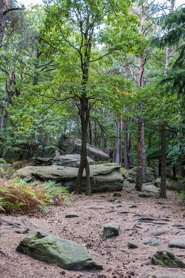 Big Rocks in the Middle of the Green Forest Stock Photo - Image of ...