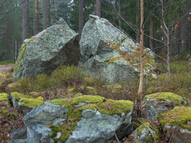Big rocks in a forrest. stock photo. Image of leaves - 175092838