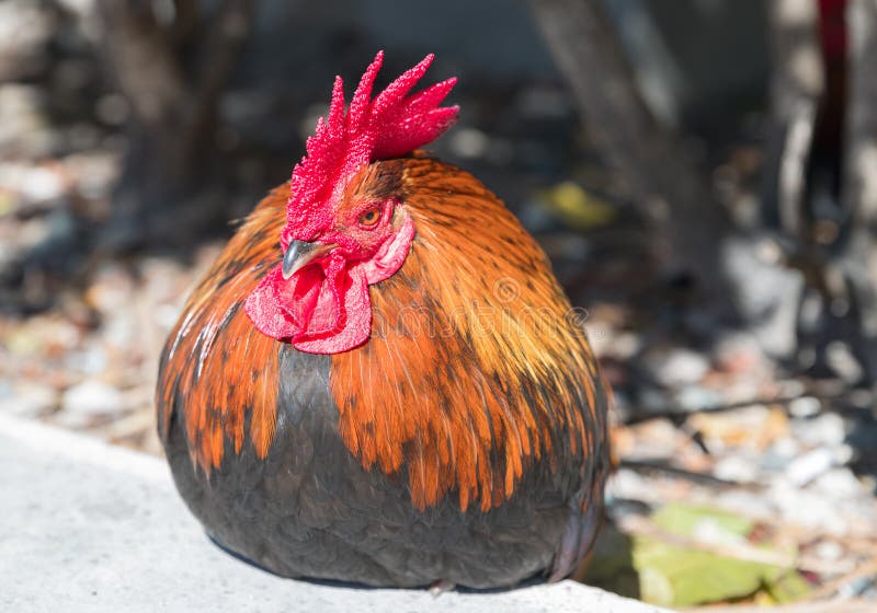 A Big Rooster with a Big Cockscomb Lying in the Gras Stock Photo ...