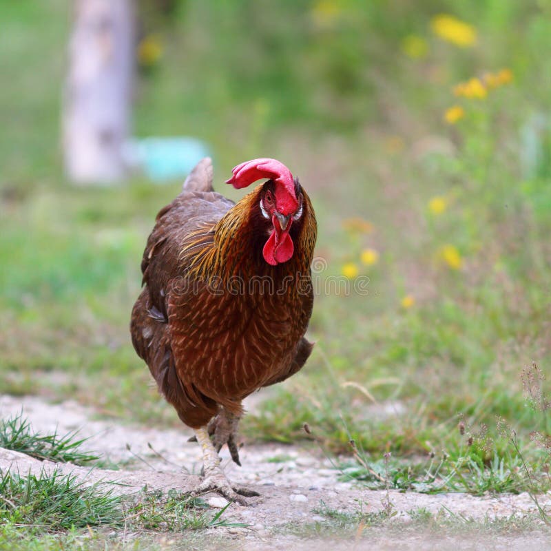 Hen running at the farm stock photo. Image of agriculture - 32099962