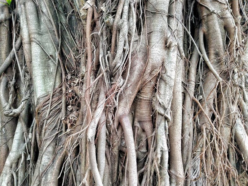 Big root big defense stock photo. Image of deciduous - 200564774