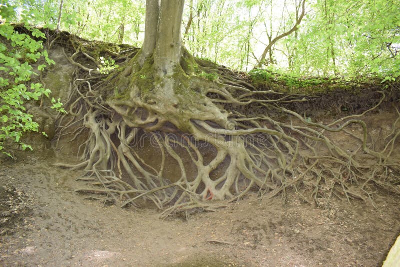 A Big Root on the Edge of a Cliff Stock Photo - Image of eifel, called ...