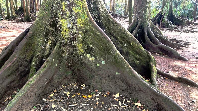 Big Root Three in Monkey Forest Solear Indonesia Stock Image - Image of ...