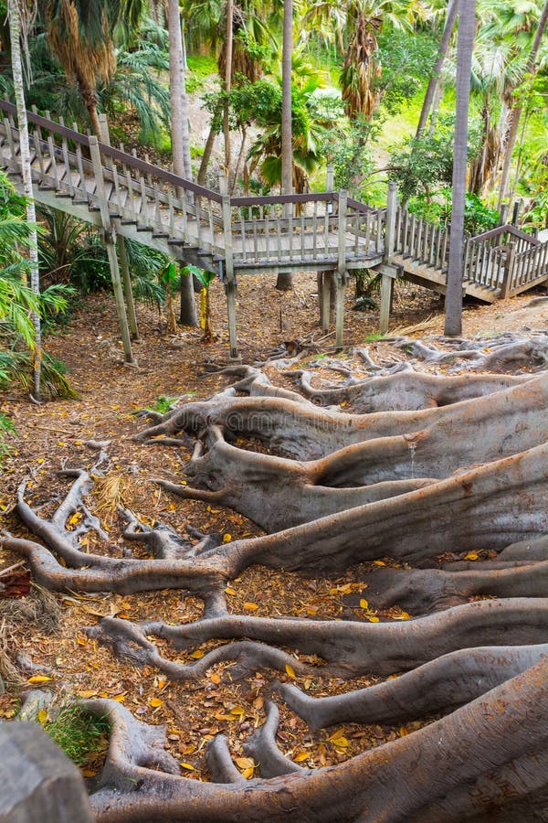 Big root stock photo. Image of plant, grow, travel, balboa - 47048928