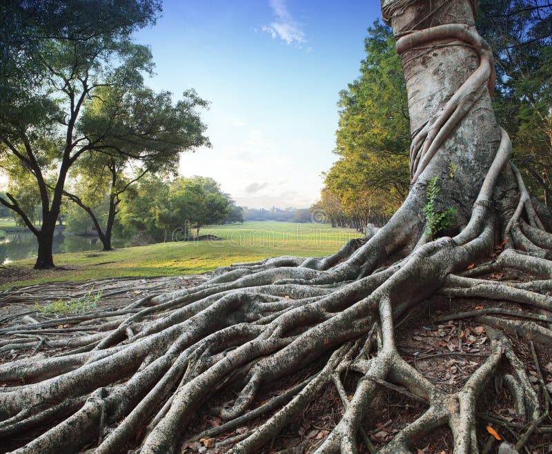 Big Root Tree in Green Park Stock Photo - Image of outdoor, field: 44188296