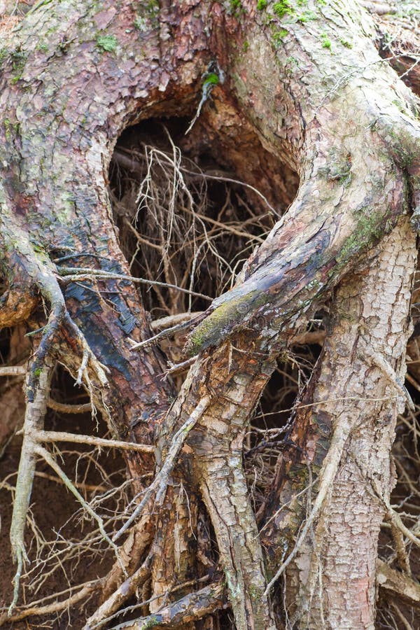 Big root tree stock photo. Image of trunk, sunshine, plant - 53131964