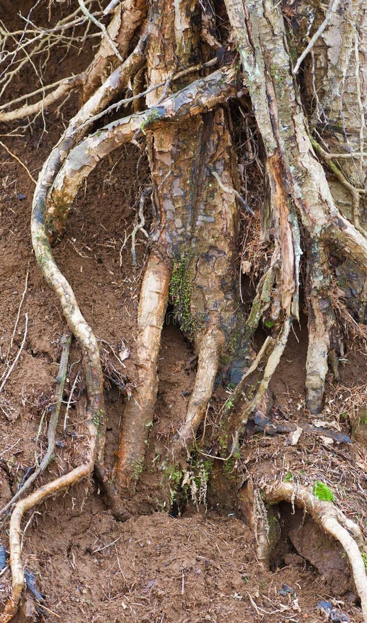 Big root tree stock image. Image of texture, element - 53449847