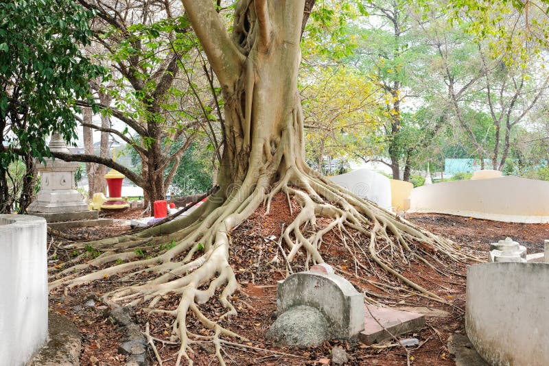 Chinese Graveyard on Ceremony Day and People Come To Pray Their ...