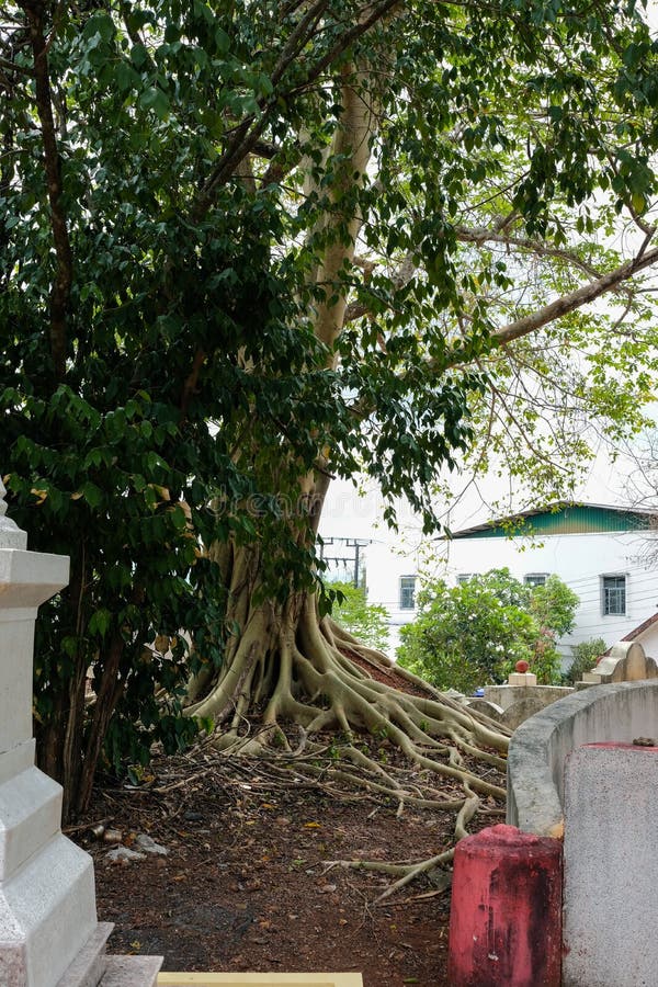 Chinese Graveyard on Ceremony Day and People Come To Pray Their ...