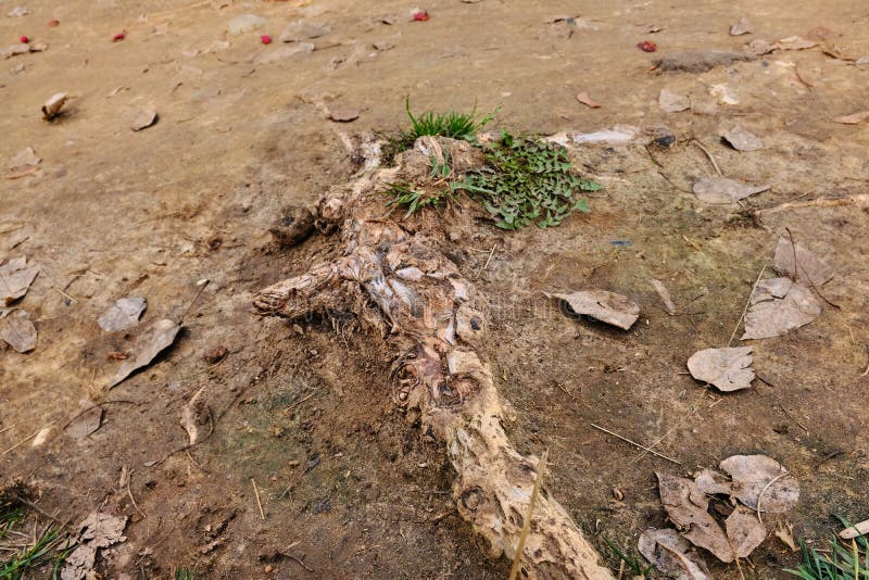 Big Root of a Tree on a Path in the Forest Stock Image - Image of ...