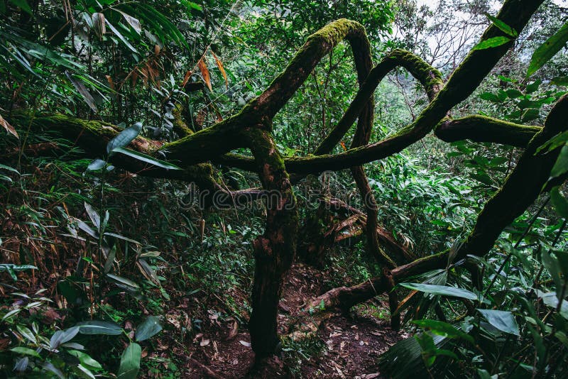 Real Jungle Background