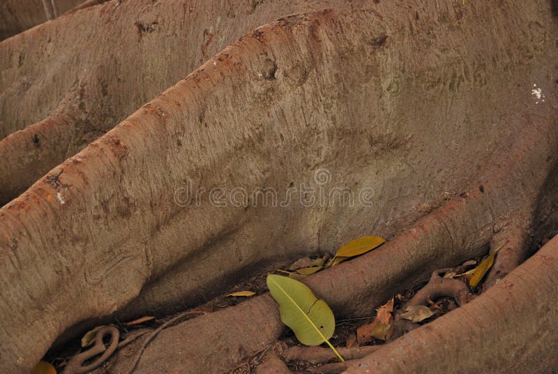 Big Roots stock image. Image of roots, maria, close, vegetation - 22771733