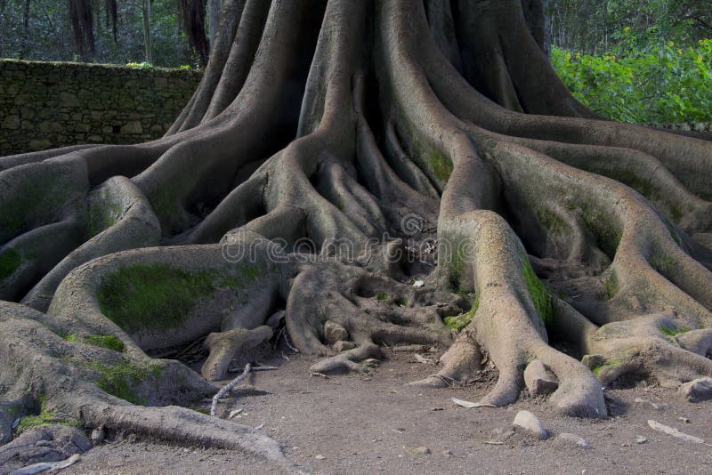 Tree roots stock photo. Image of garden, design, intertwined - 26259168