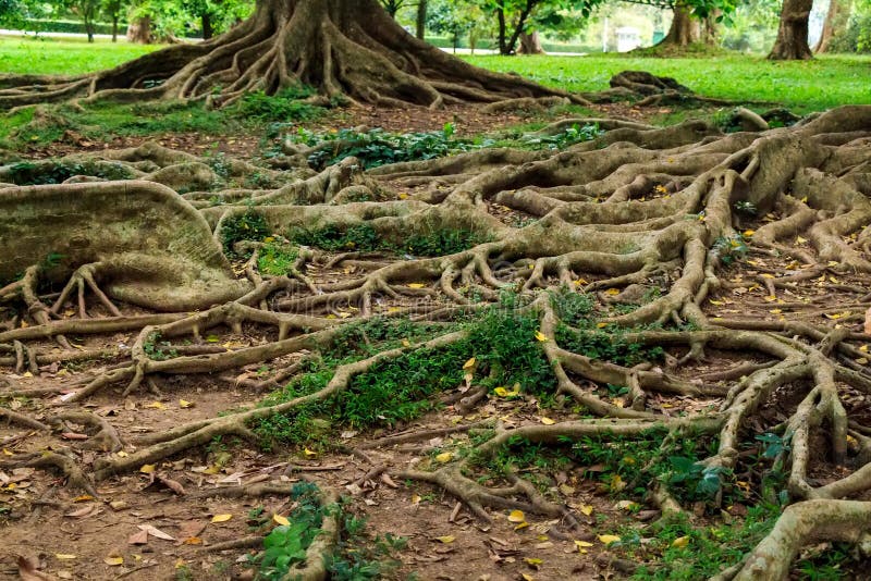 Big Roots Above the Surface Stock Photo - Image of green, magic: 94736344