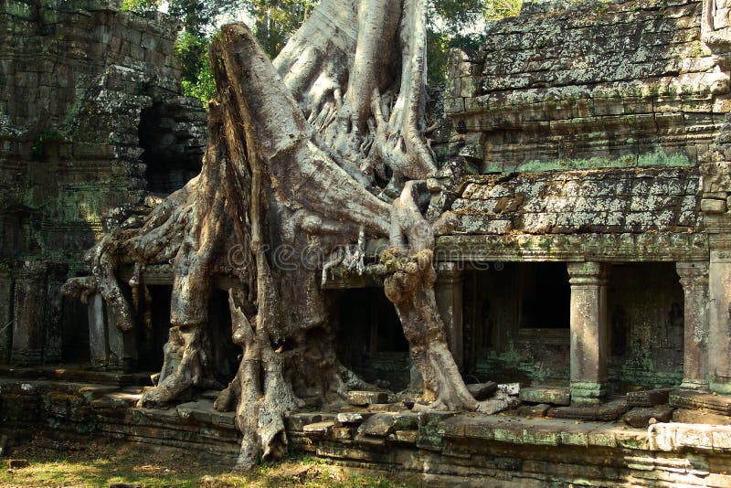 Banyan Tree Roots at Angkor Wat Stock Image - Image of banyan, tree ...