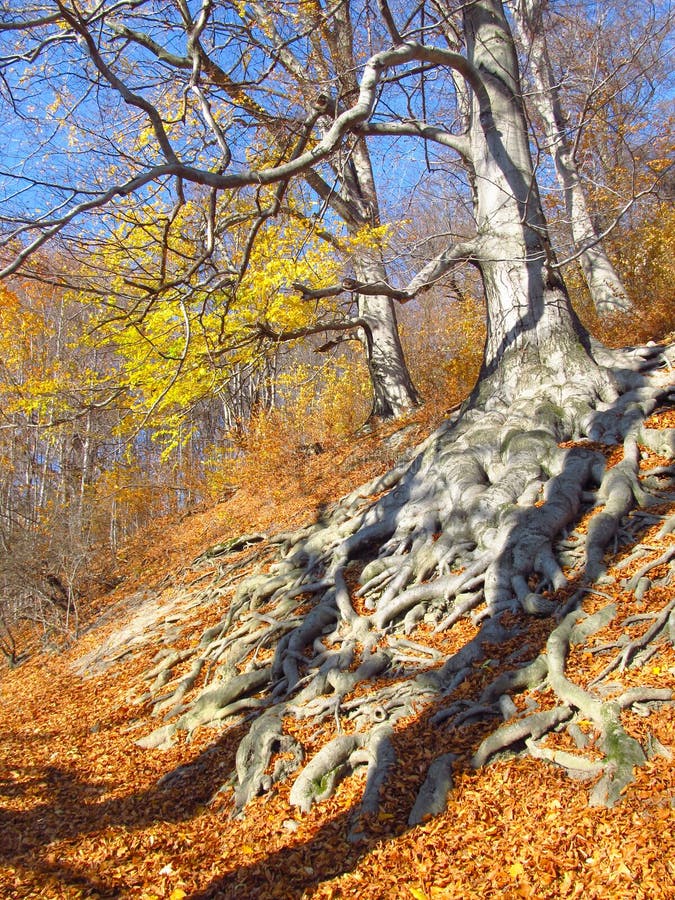 Big roots in autumn stock image. Image of tree, colorful - 61861019