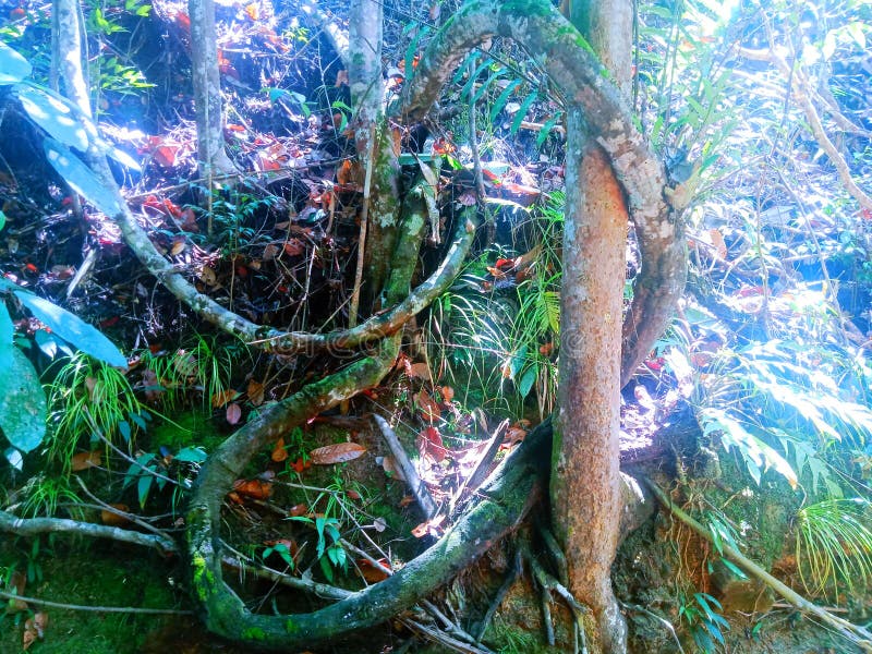 Coiled Roots Stock Photos - Free & Royalty-Free Stock Photos from ...