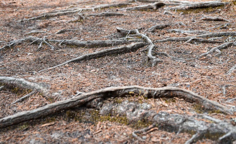 Big Roots Grow on the Ground in the Forest Stock Photo - Image of tree ...