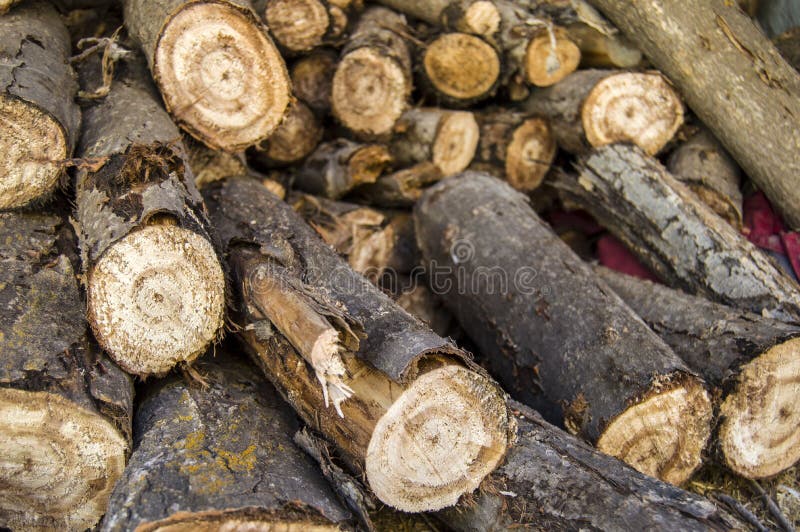 Big Roots Left Behind from Cut Poplar Trees, Stock Image - Image of ...