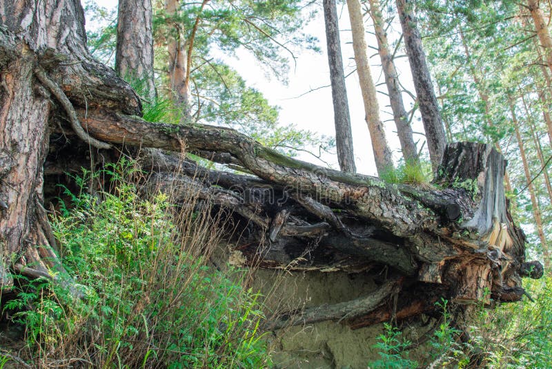 Big Roots of an Old Tree on a Cliff Stock Photo - Image of natural ...