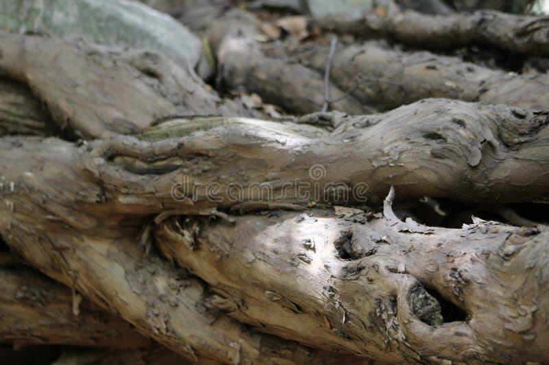 Big roots stock photo. Image of wildlife, intertwined - 276985532