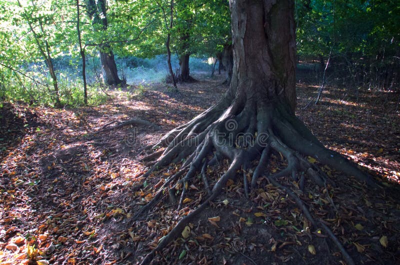 Big Roots in Shadow of Tree Stock Photo - Image of trees, ground: 211065308